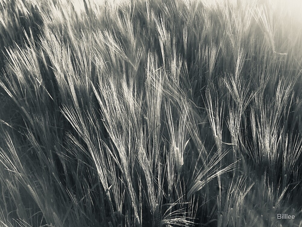 "Ripening Rye in Black and White." by Billlee | Redbubble