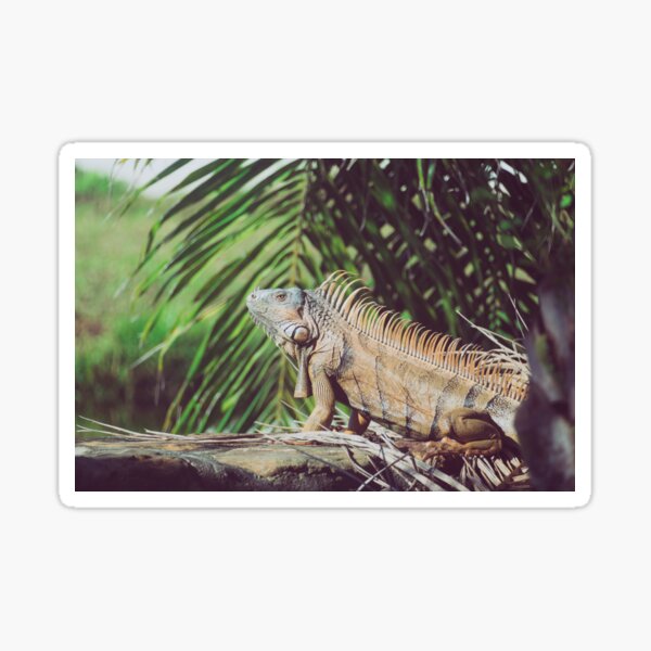 "Iggy" Sticker for Sale by atonetti | Redbubble