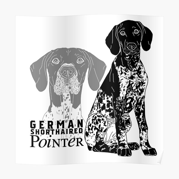 "German Shorthaired Pointers-Puppy and Adult" Poster for Sale by ...