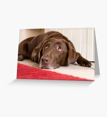 Chocolate Lab: Greeting Cards | Redbubble