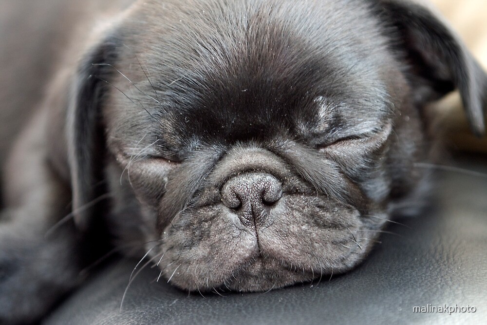 "Sleeping Pug" by malinakphoto | Redbubble
