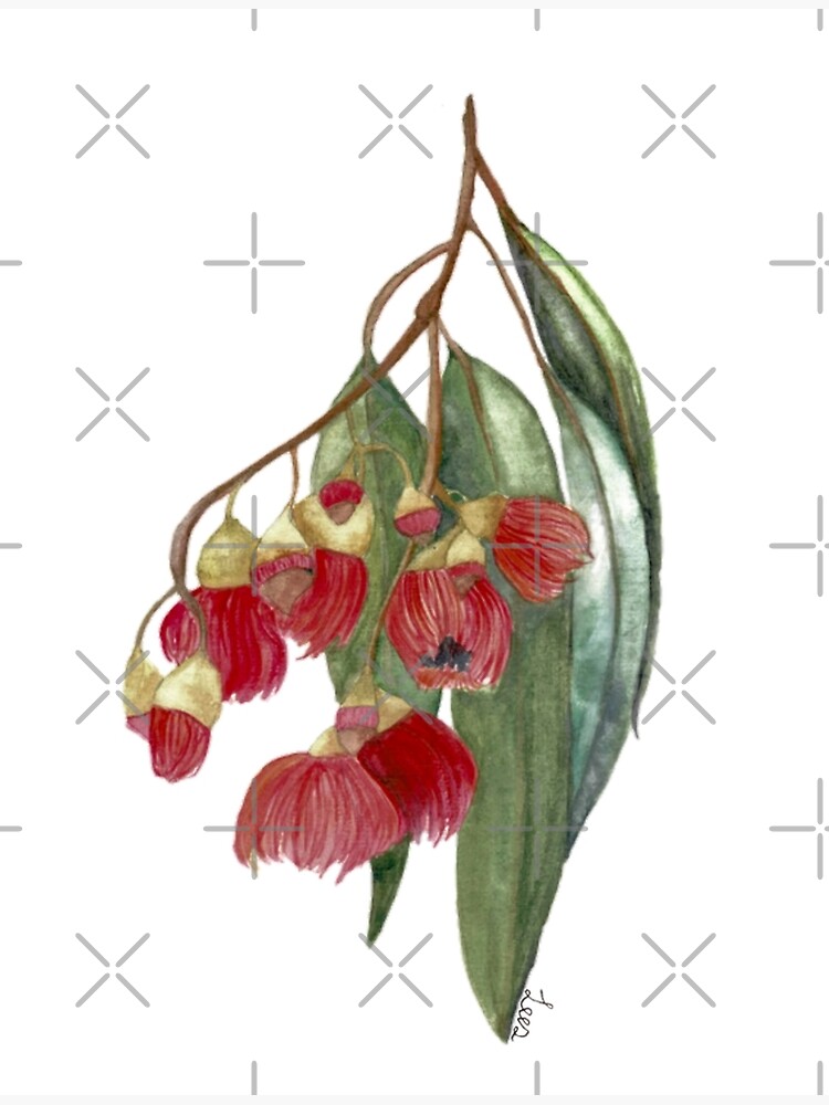 "Watercolour Gum tree" Art Print for Sale by Artbylees | Redbubble