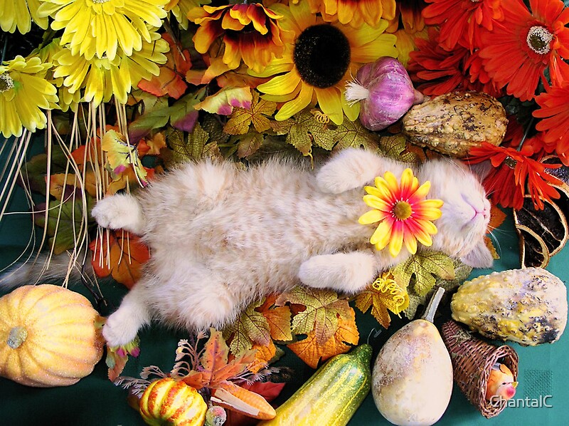 "Di Milo ~ Fall Harvest ~ Cute Kitty Cat Kitten in Fall Colors" by ...