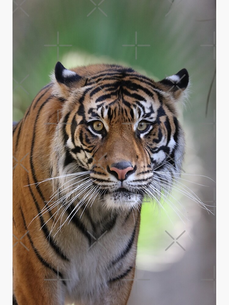 "Tiger Sight" Poster for Sale by MelKowasic | Redbubble