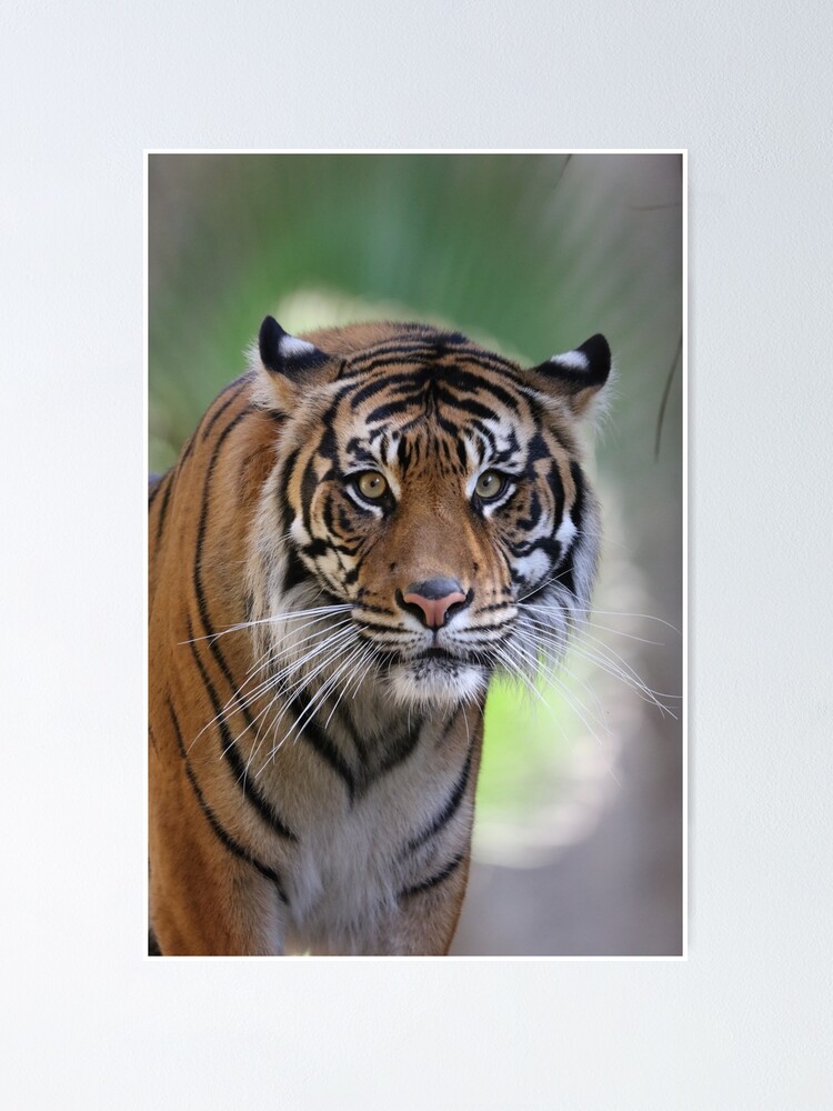 "Tiger Sight" Poster for Sale by MelKowasic | Redbubble
