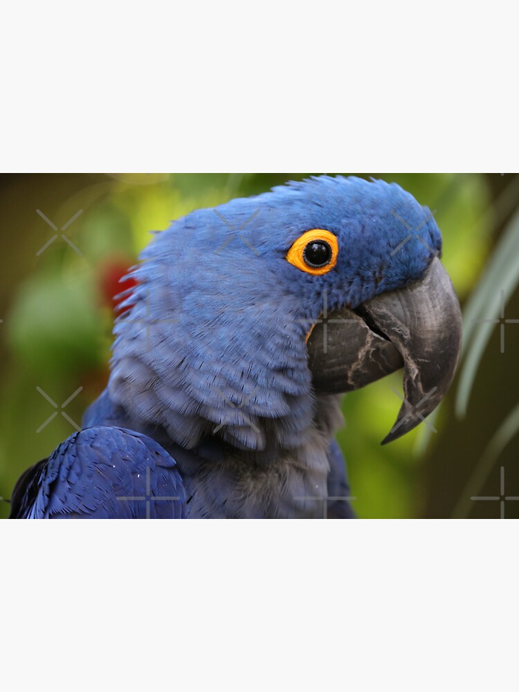 "Hyacinth macaw " Sticker by MelKowasic | Redbubble