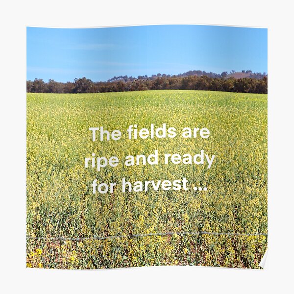 "The fields are ripe and ready for harvest" Poster by EttaDallas ...