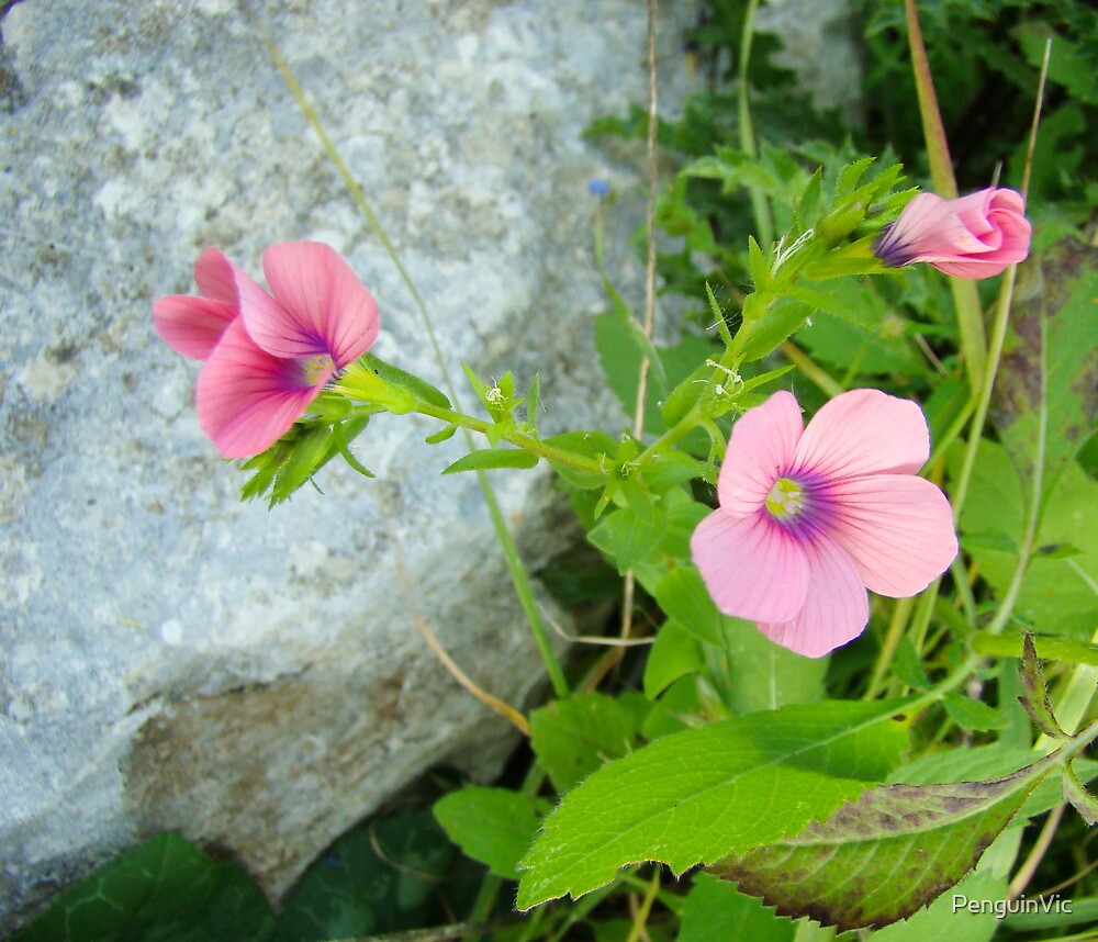 "Hairy pink flax (linum pubescens) by a rock" by PenguinVic | Redbubble
