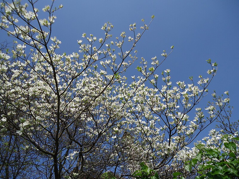 "the trees in mighty bloom..." by fladelita | Redbubble