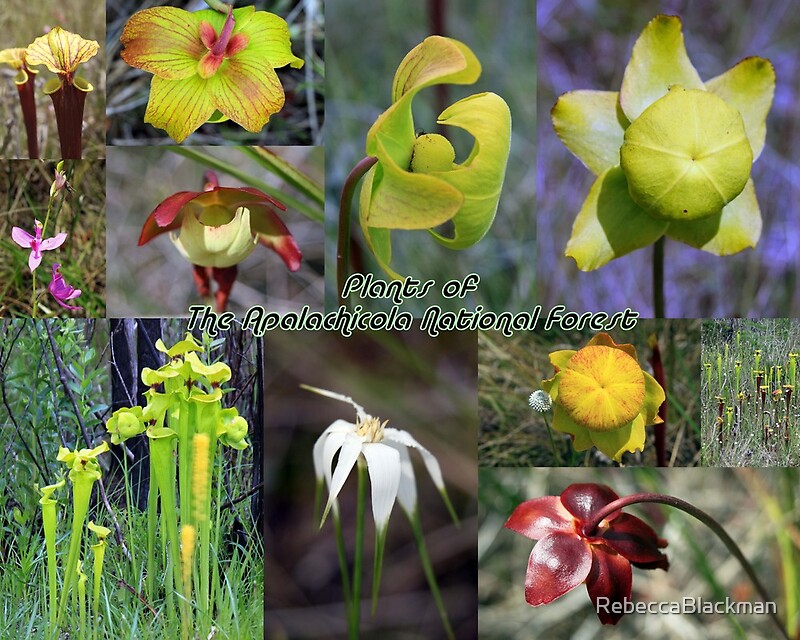"Plants of The Apalachicola National Forest" by RebeccaBlackman | Redbubble