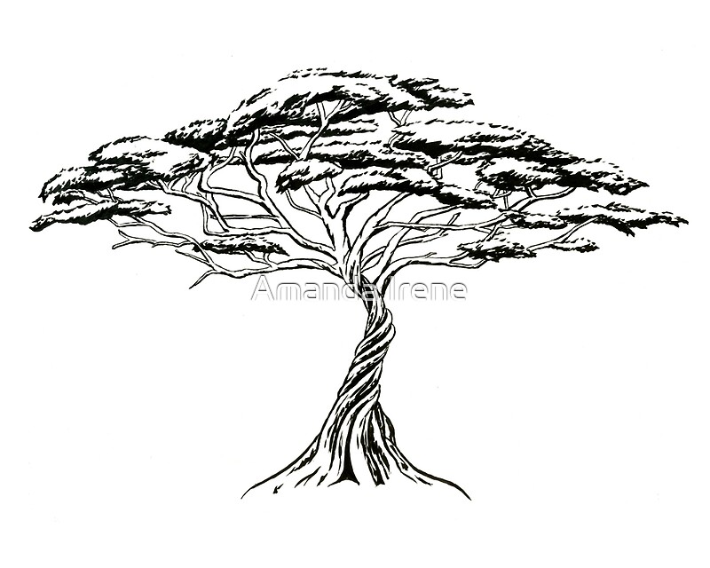 "Whistling Thorn , Zen Bonsai African Tree Black and White Illustration ...