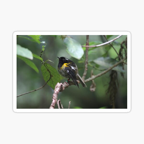 "New Zealand Hihi" Sticker for Sale by aligata1970 | Redbubble