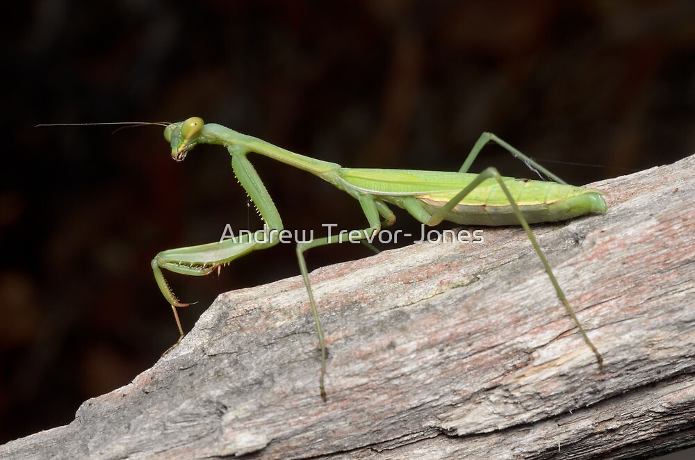 "False Garden Mantis - Pseudomantis albofimbriata" by Andrew Trevor ...