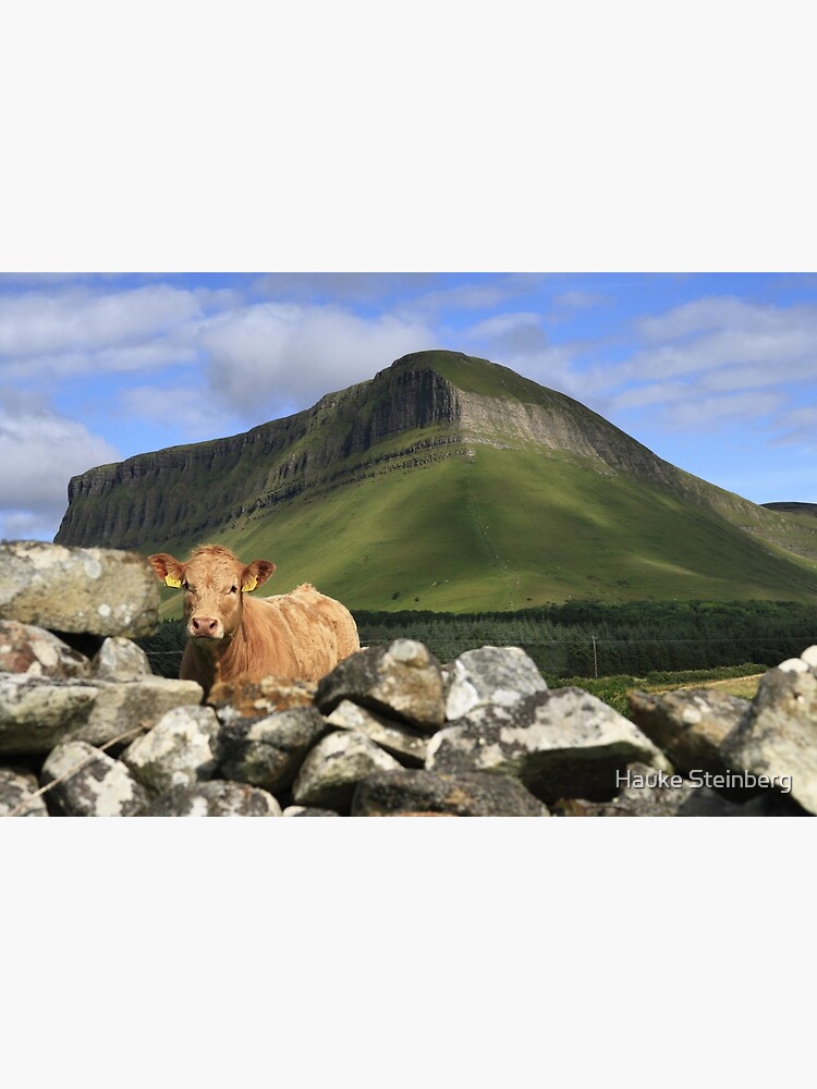 "Moo-na Lisa - Cow & Ben Bulben" Photographic Print by HaukeS | Redbubble