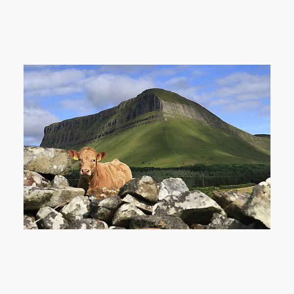 "Moo-na Lisa - Cow & Ben Bulben" Photographic Print by HaukeS | Redbubble
