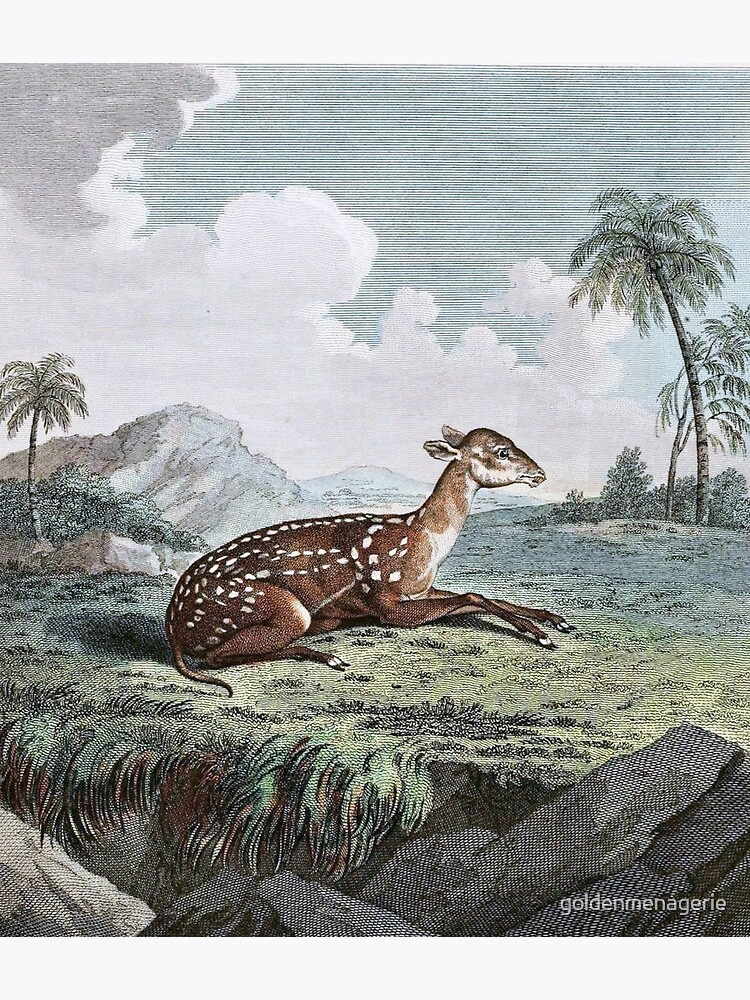 "Small Spotted Musk Deer Drawing" Poster by goldenmenagerie | Redbubble