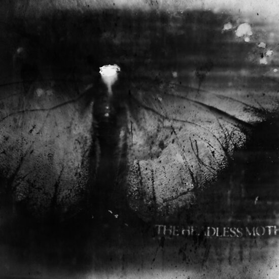 The Headless Moth | Quoting The Phantom