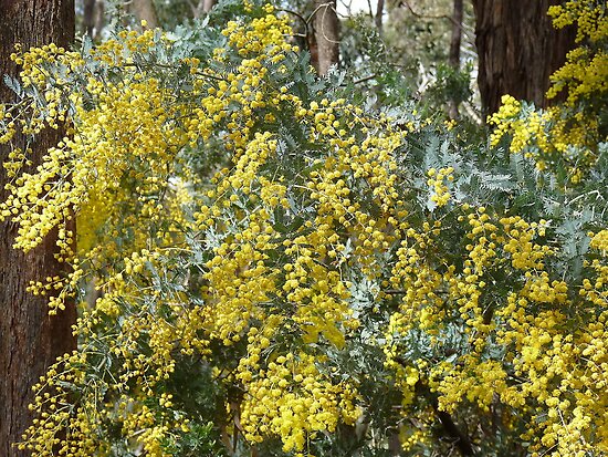 "The Red Wattle's Out..!" by Meg Hart | Redbubble