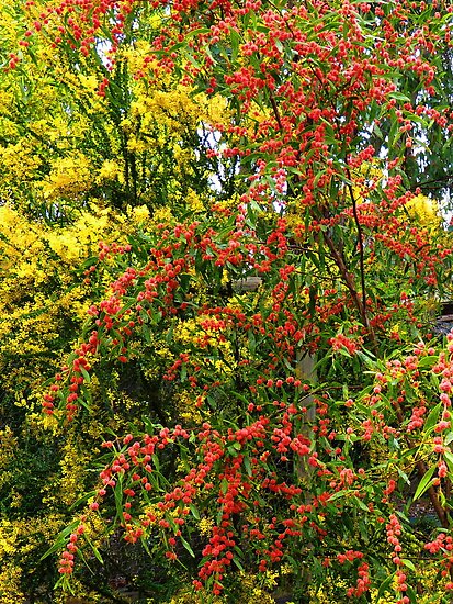 "The Red Wattle's Out..!" by Meg Hart | Redbubble