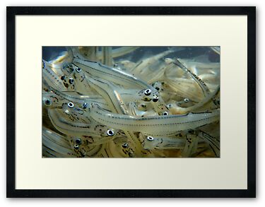 "Do You Need A Hug Huh!! - Croy Cat Fish - Invercargill NZ" by AndreaEL ...