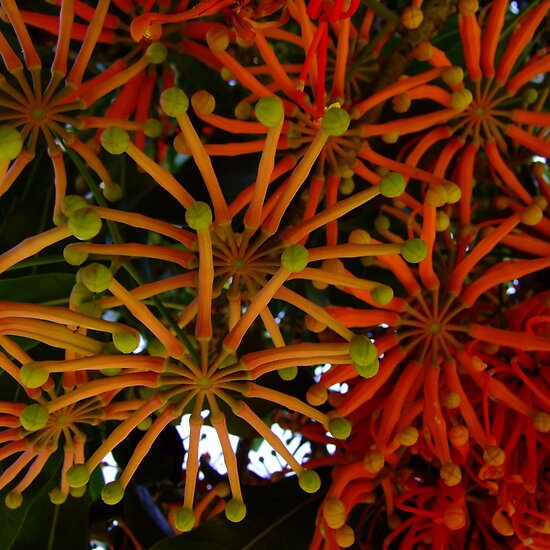 "Australian Native - Fire Wheel Tree (Stenocarpus sinuatus)" by ...