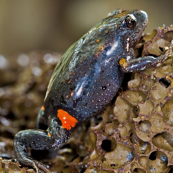"Dusky Toadlet, Uperoleia fusca" by Normf | Redbubble