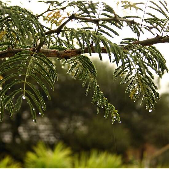 ""Droplets of rain" - Acacia sieberiana - Limpopo " by Sandy Beaton ...
