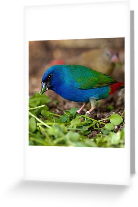 "Tri Coloured Parrot Finch" by Sharon Bree | Redbubble