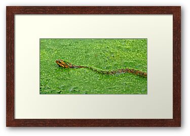 "Red Banded Water Snake in Camouflage" by J Jennelle | Redbubble